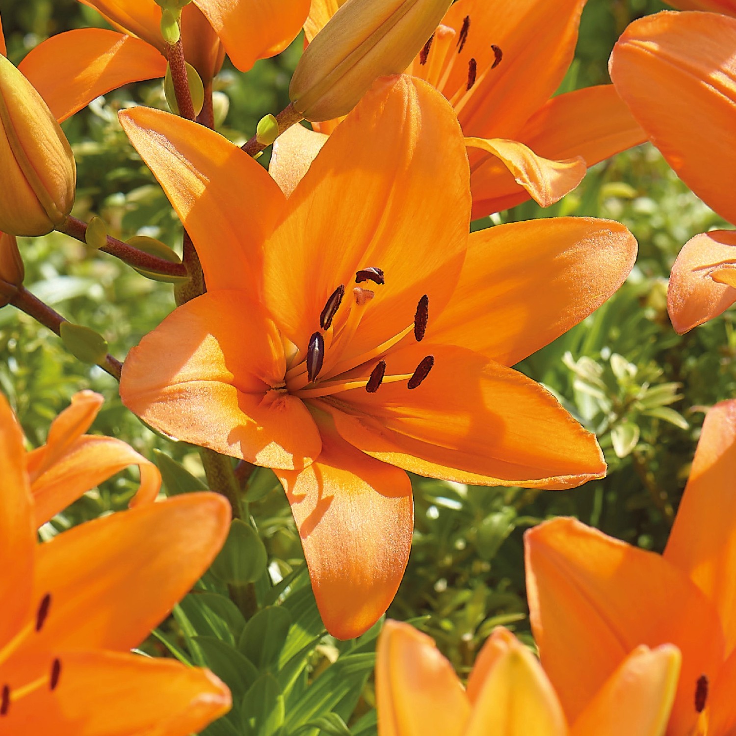 GROW by OBI Lilie "Orange Ton" Höhe ca. 60 cm Lilium asatic kaufen bei OBI