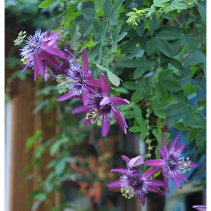 Passionsblume (Passiflora) kaufen bei OBI
