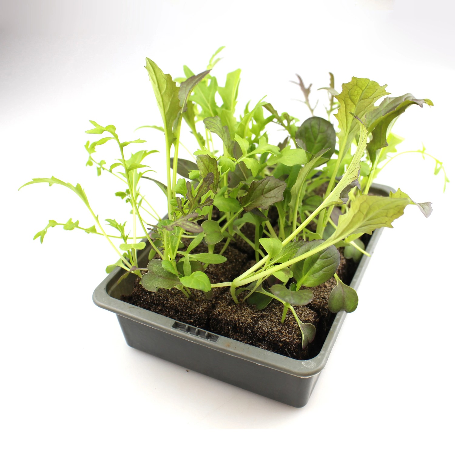 GROW by OBI Asiatischer Blattsalat 6er Schale kaufen bei OBI