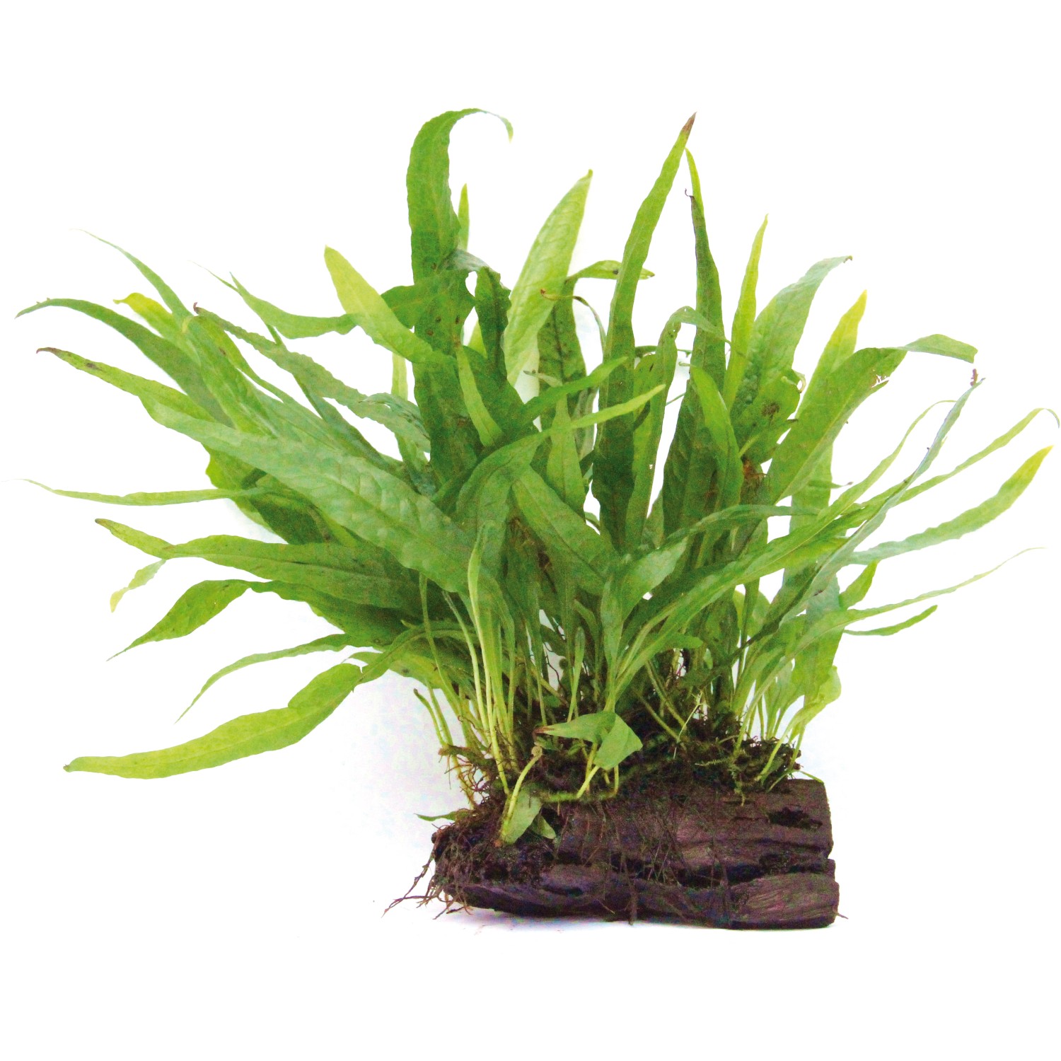 Dennerle Plants Aquariumpflanze Microsorum Pteropus auf Wurzel kaufen ...