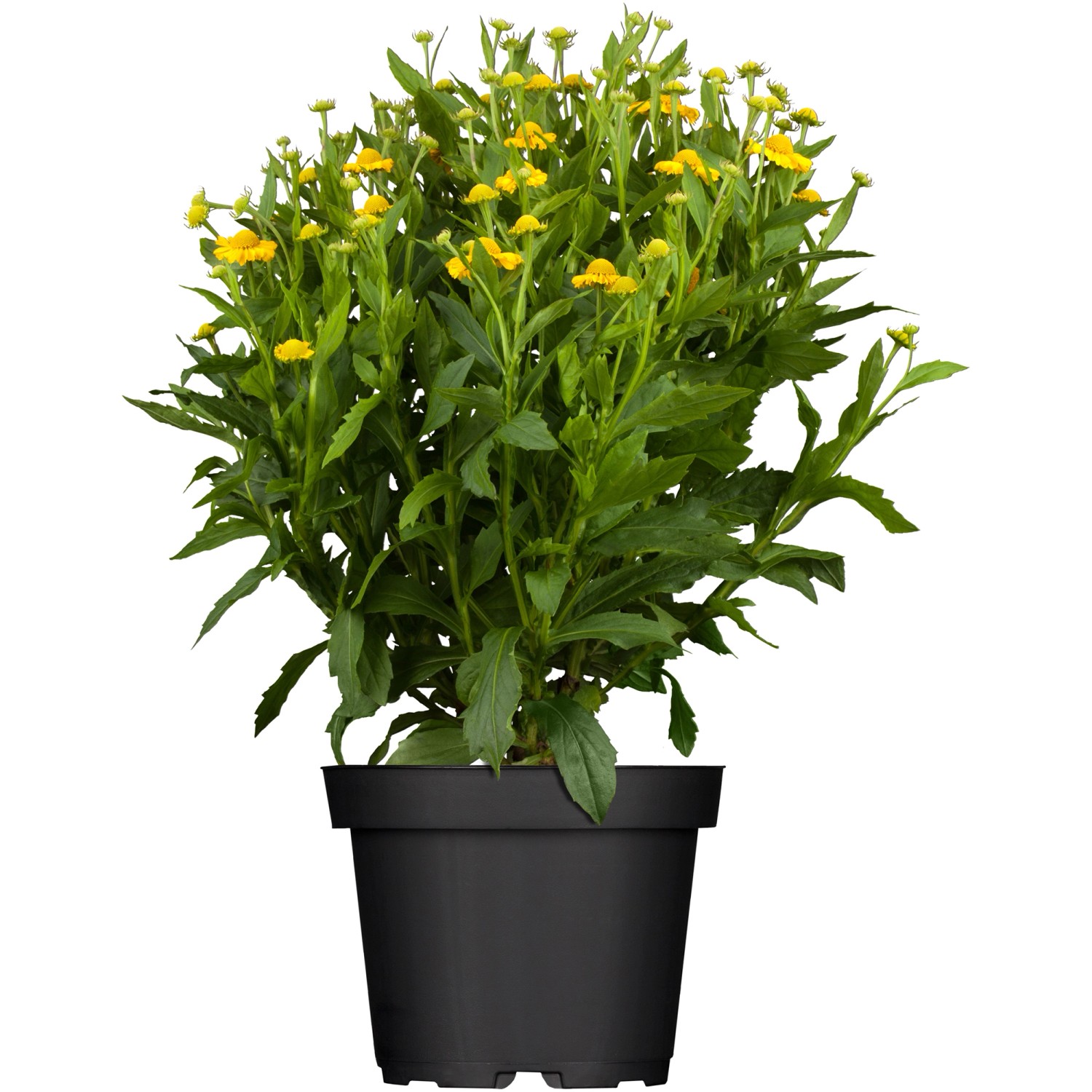 GROW by OBI Garten-Sonnenbraut "Hayday Yellow" ca. 10 - 15 cm Helenium ...