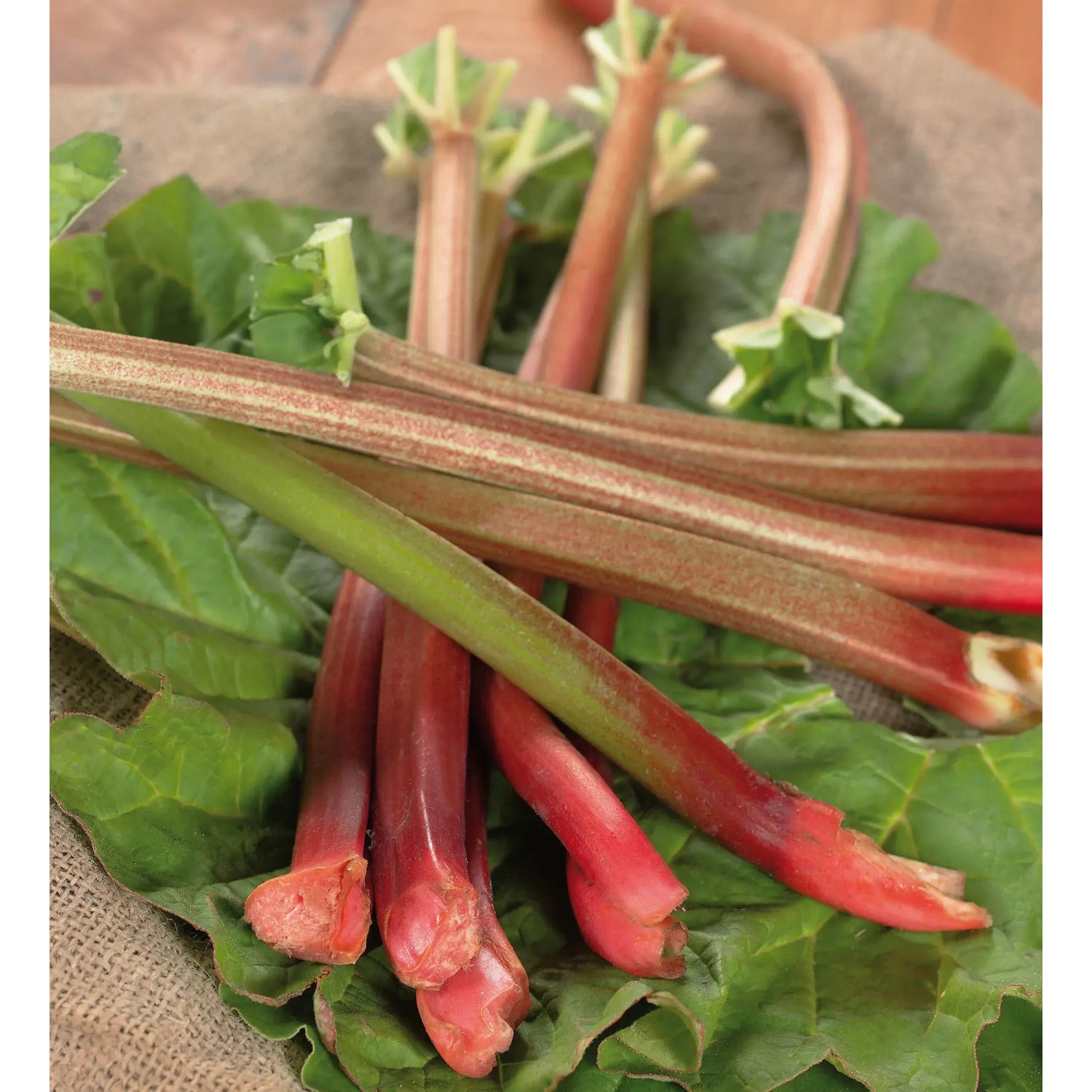 GROW by OBI Küchen Garten Rhabarber "Red Champagne" Rot kaufen bei OBI