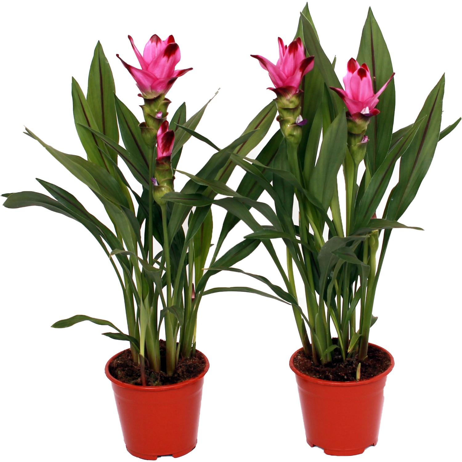 GROW by OBI Indische Safranwurz Siam Splash Rosa-Rot Topf Ø ca. 14 cm ...