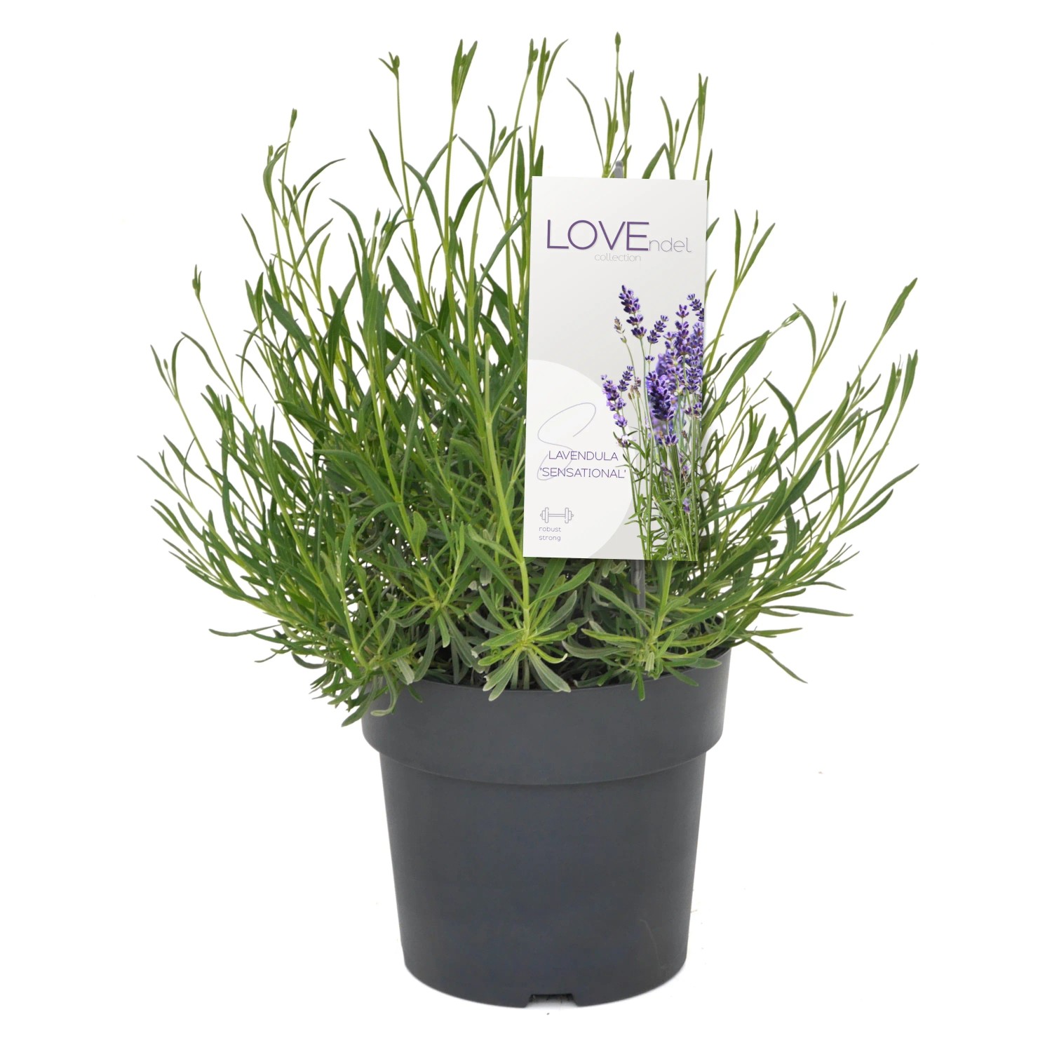 Lavendel Pflanze Sensational winterhart im Topf 15-25 cm 2,3 l kaufen ...