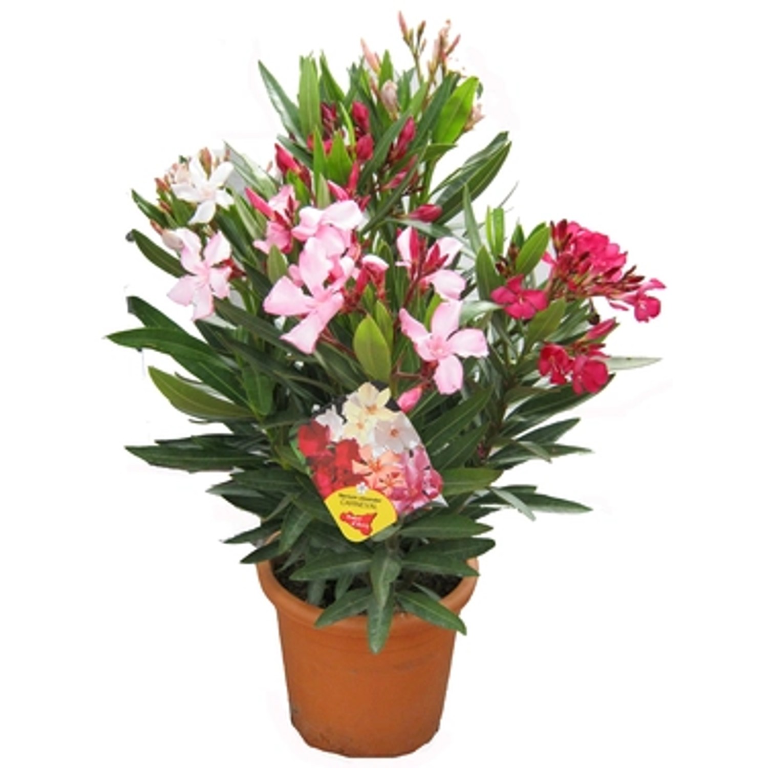 Oleander Trio Topf-Ø ca. 18 cm Nerium Oleander kaufen bei OBI