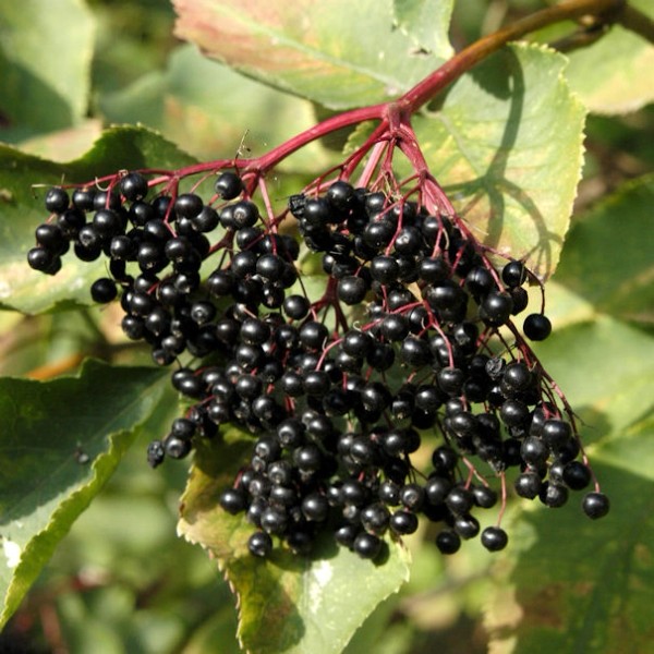 Schwarzer Holunder - Sambucus Nigra kaufen bei OBI