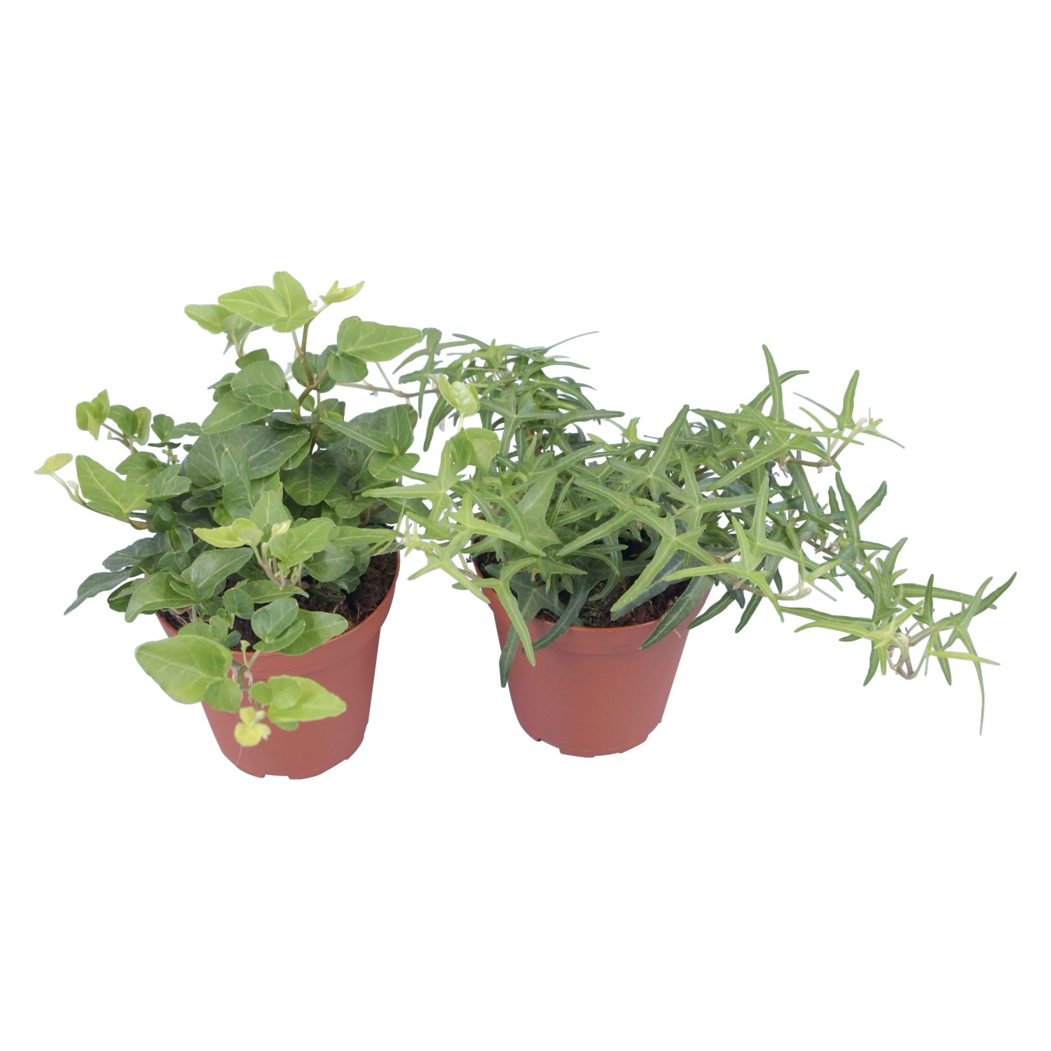 Efeu Topf-Ø ca. 9 cm Hedera helix kaufen bei OBI