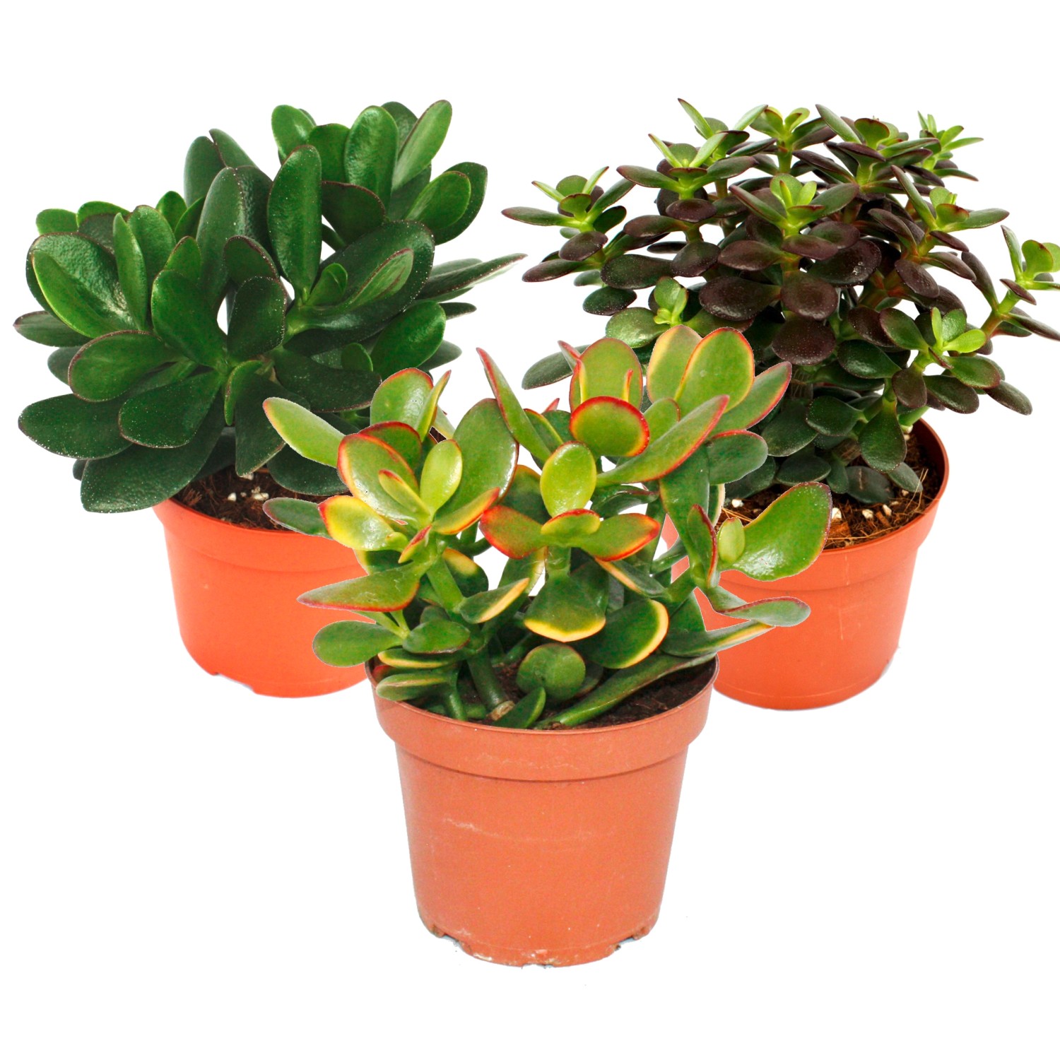 Geldbaum "Dickblatt" Topf-Ø ca. 12 cm Crassula portulacea kaufen bei OBI