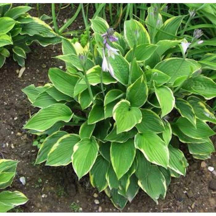 Funkie kaufen bei OBI