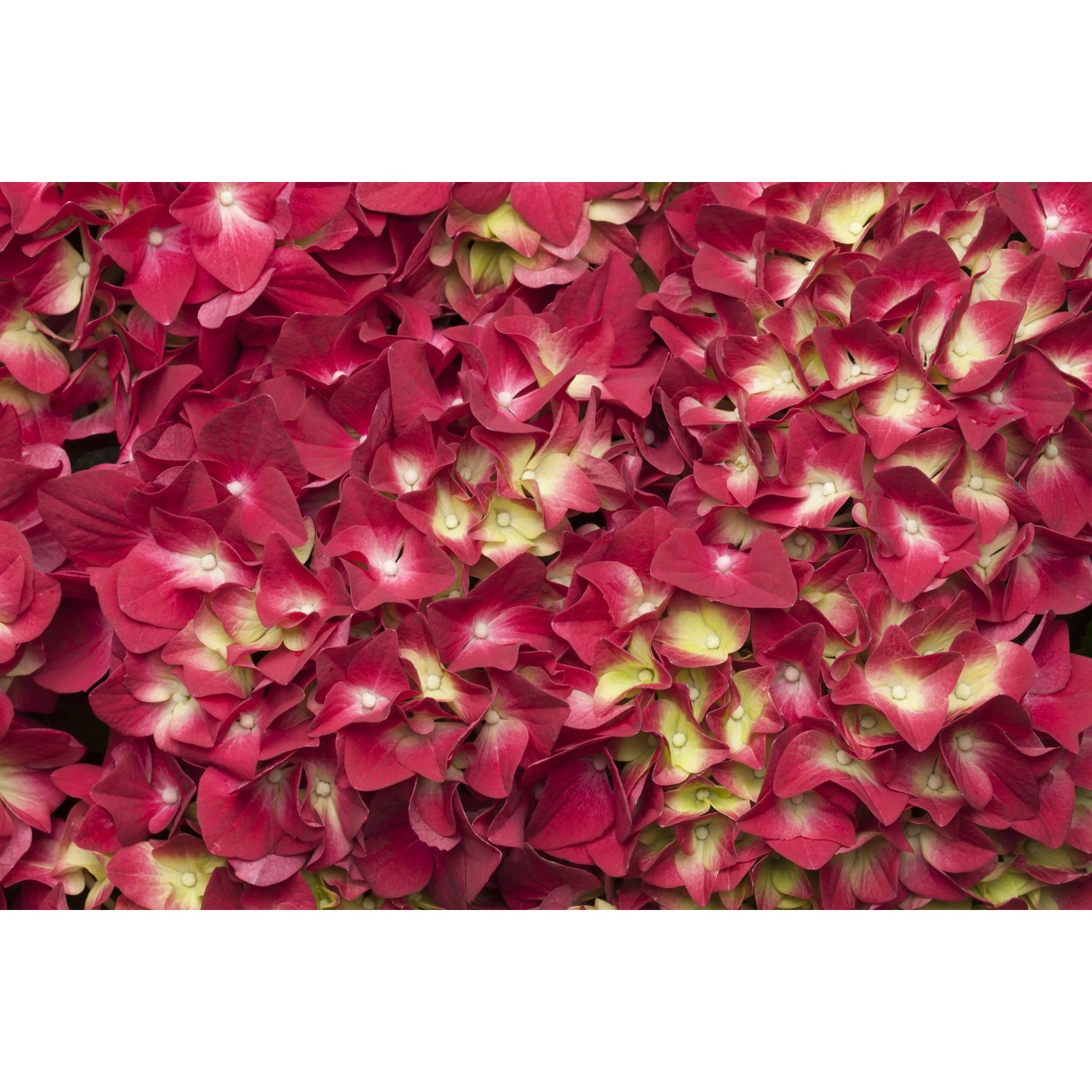 Hortensie Beauty of Boskoop Rot Höhe ca. 30 cm Topf 5 l Hydrangea ...