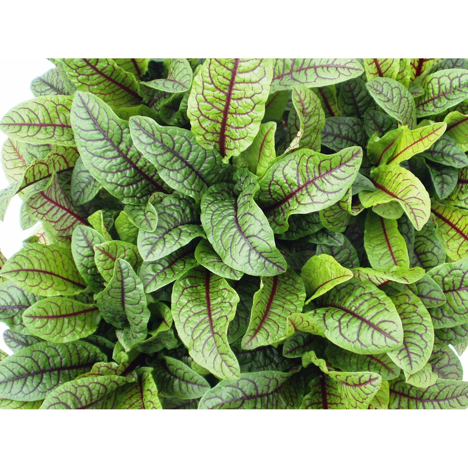 Bio-Blut-Ampfer Topf-Ø ca. 11 cm Rumex kaufen bei OBI