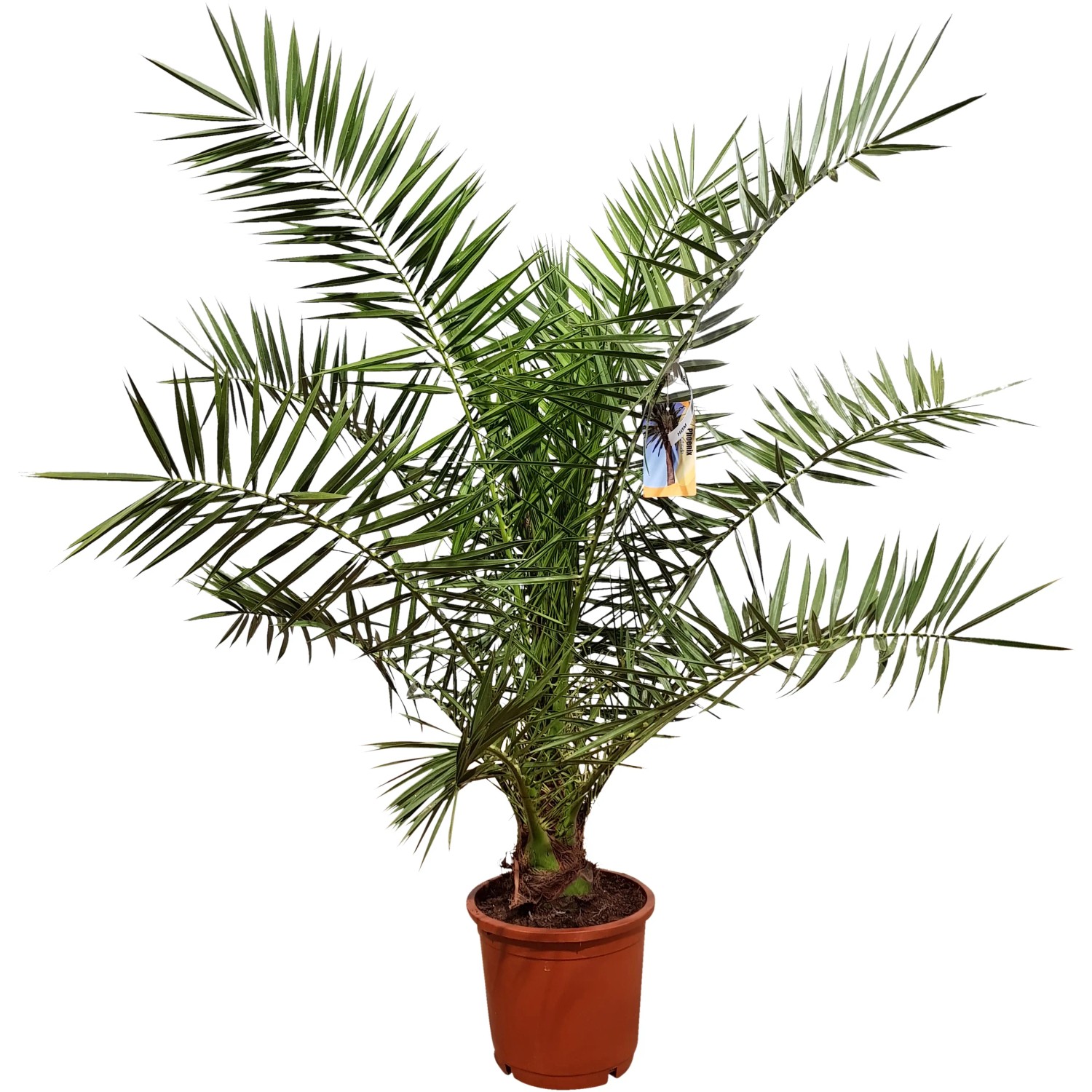 Palma Pianta Vera Phoenix Canariensis "Palma Delle Canarie" Pianta In ...