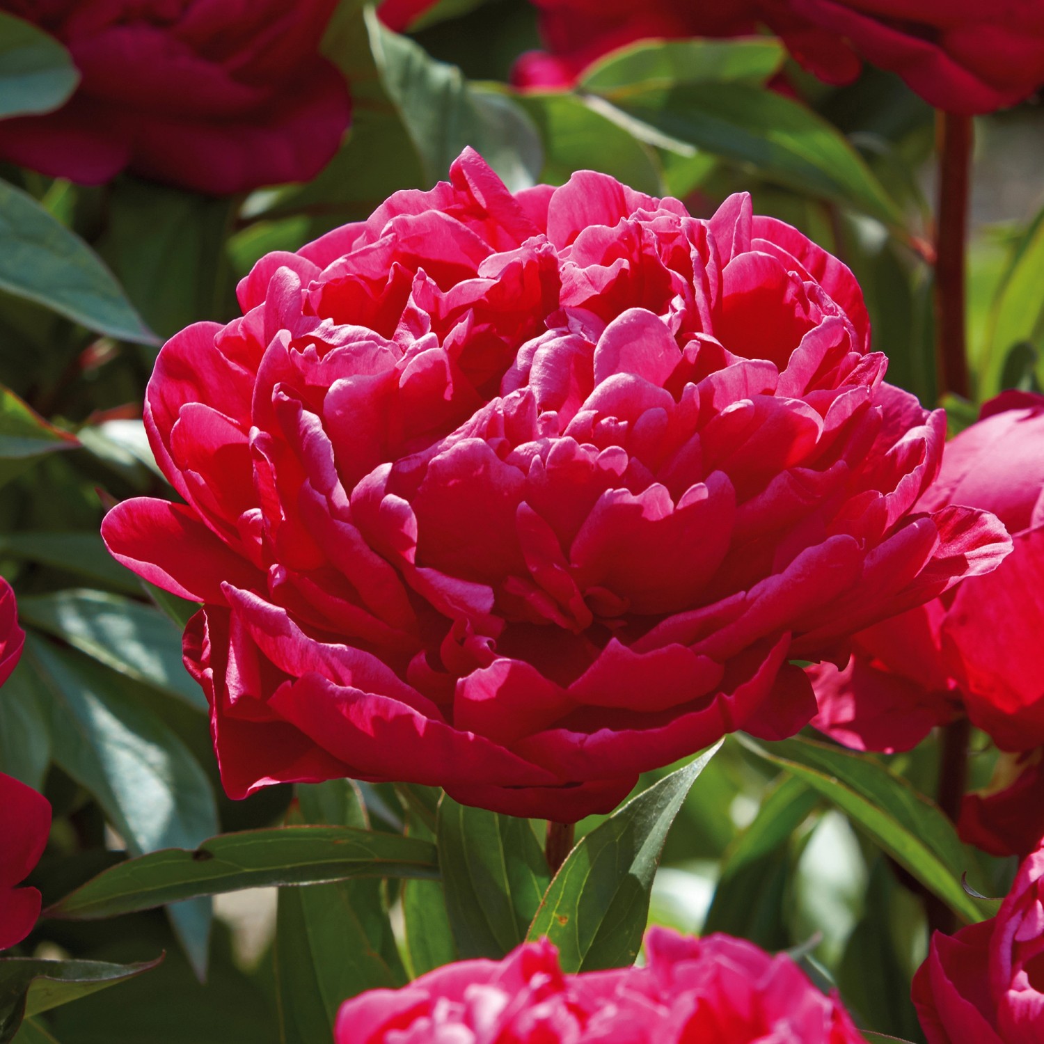 Pfingstrose lactiflora Rot 1 Stück kaufen bei OBI