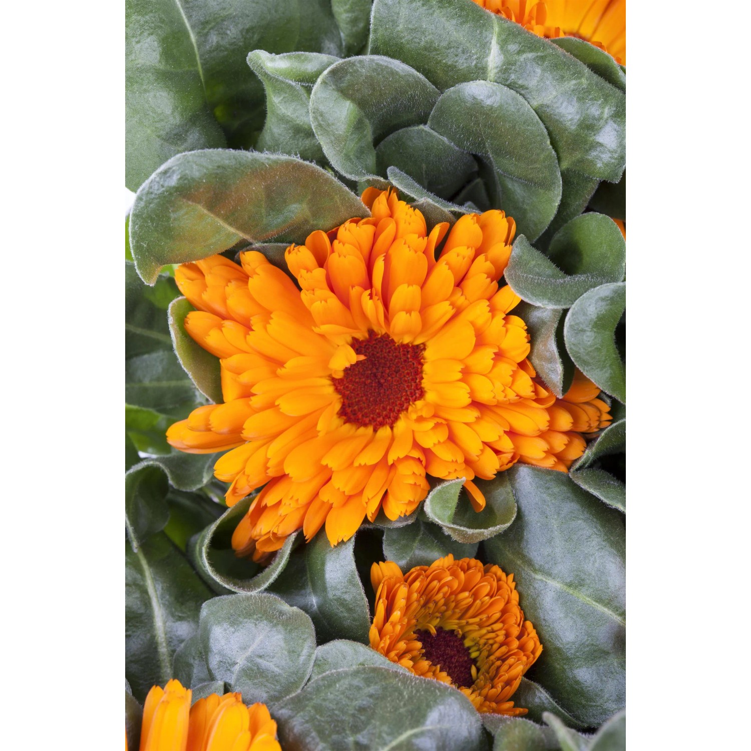 Verwunderlich Ringelblume Im Topf Kaufen Ebenbild