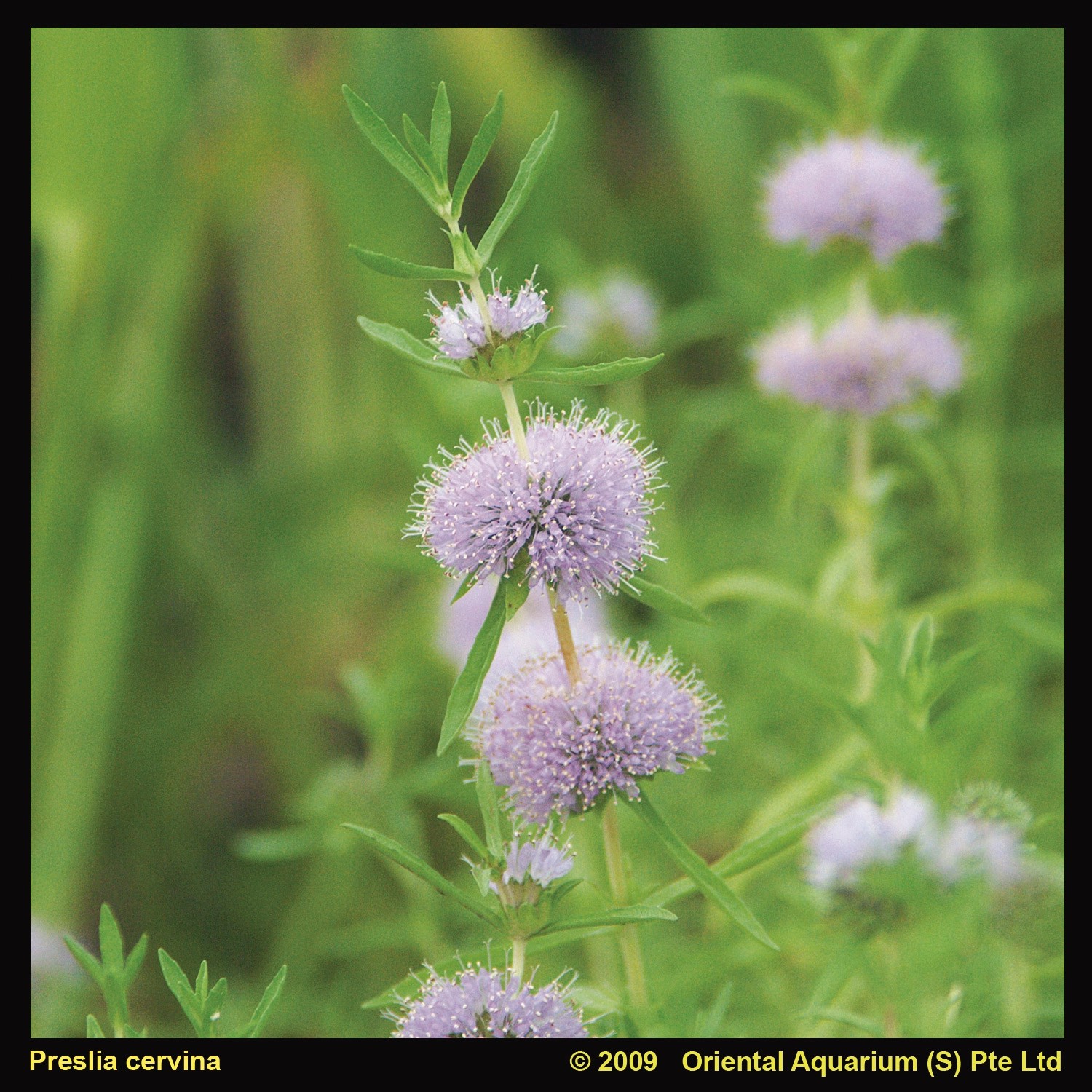 Englische Wasserminze Rosa Topf-Ø ca. 9 cm Preslia Cervina kaufen bei OBI