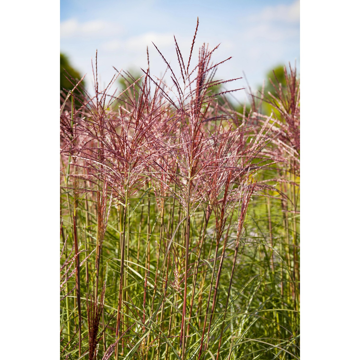 GROW by OBI Miscanthus sinensis "Red Chief" Topf 19 cm kaufen bei OBI
