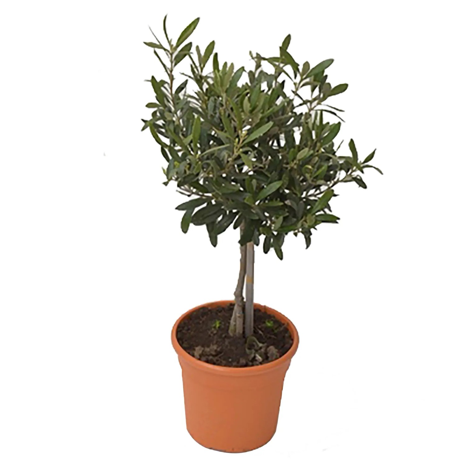 Topf Fur Olivenbaum Kaufen