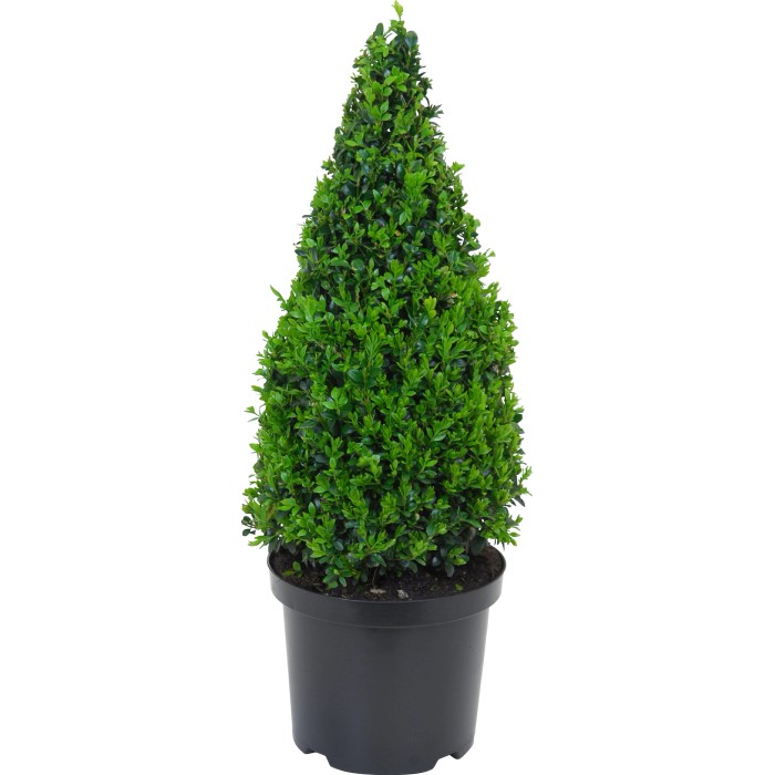 Schone Buchsbaum Kaufen 60 Cm Bilder