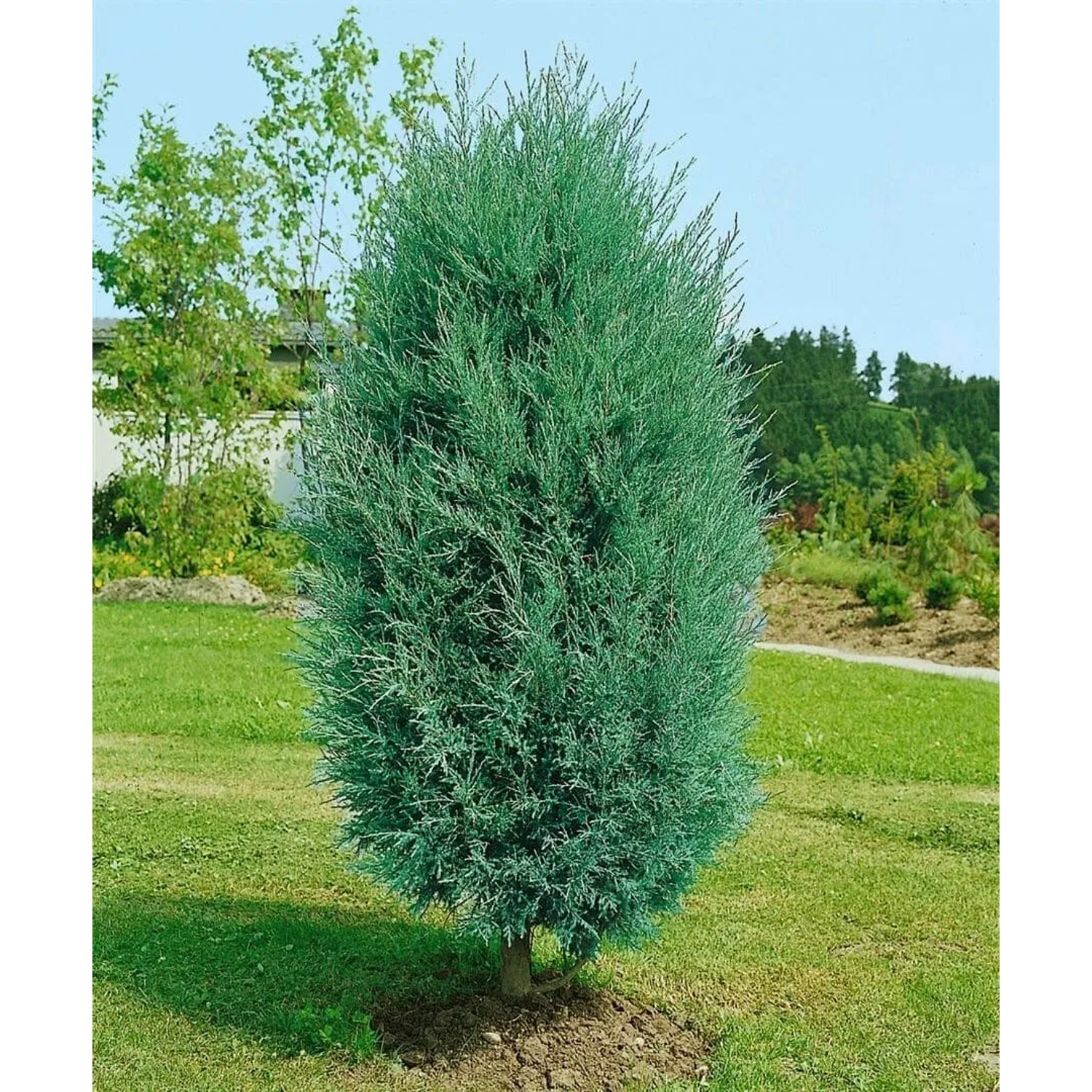 Elegantes Wacholder Pflanze Kaufen Bild