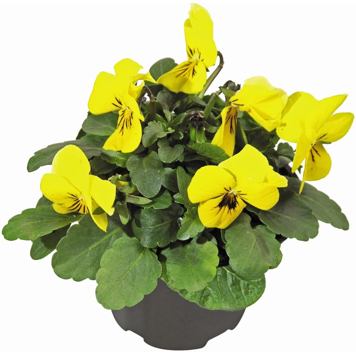 Balkonblumen kaufen bei OBI