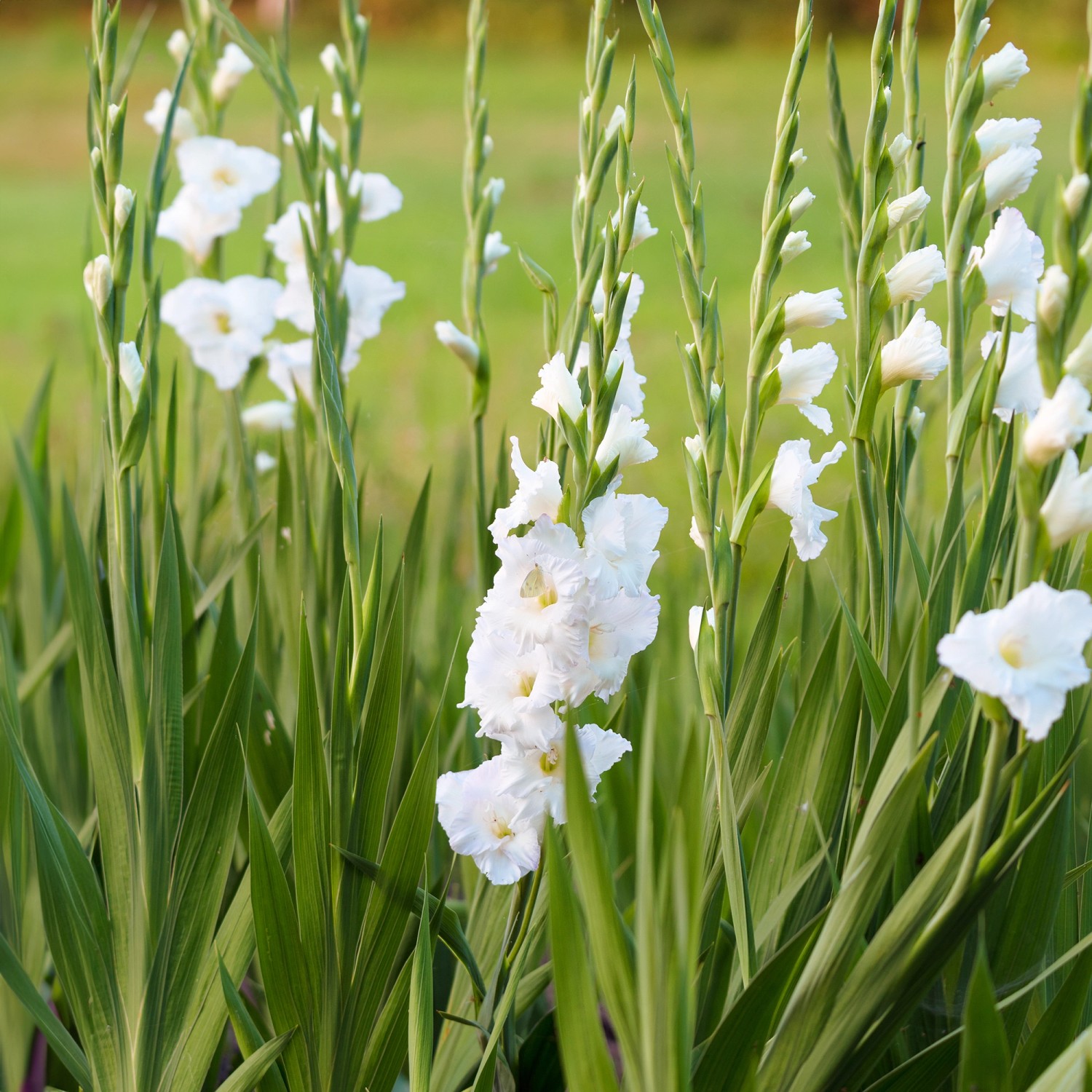 Gladiolen grandiflorus "White Prosperity" 12 Stück kaufen bei OBI