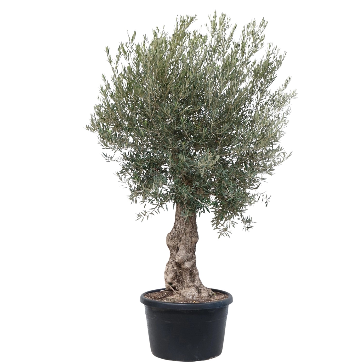 GROW by OBI Olivenbaum Höhe ca. 150 -175 cm Topf ca. 170 l Olea europea ...