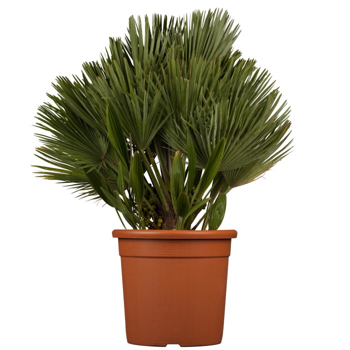 Palmen kaufen bei OBI