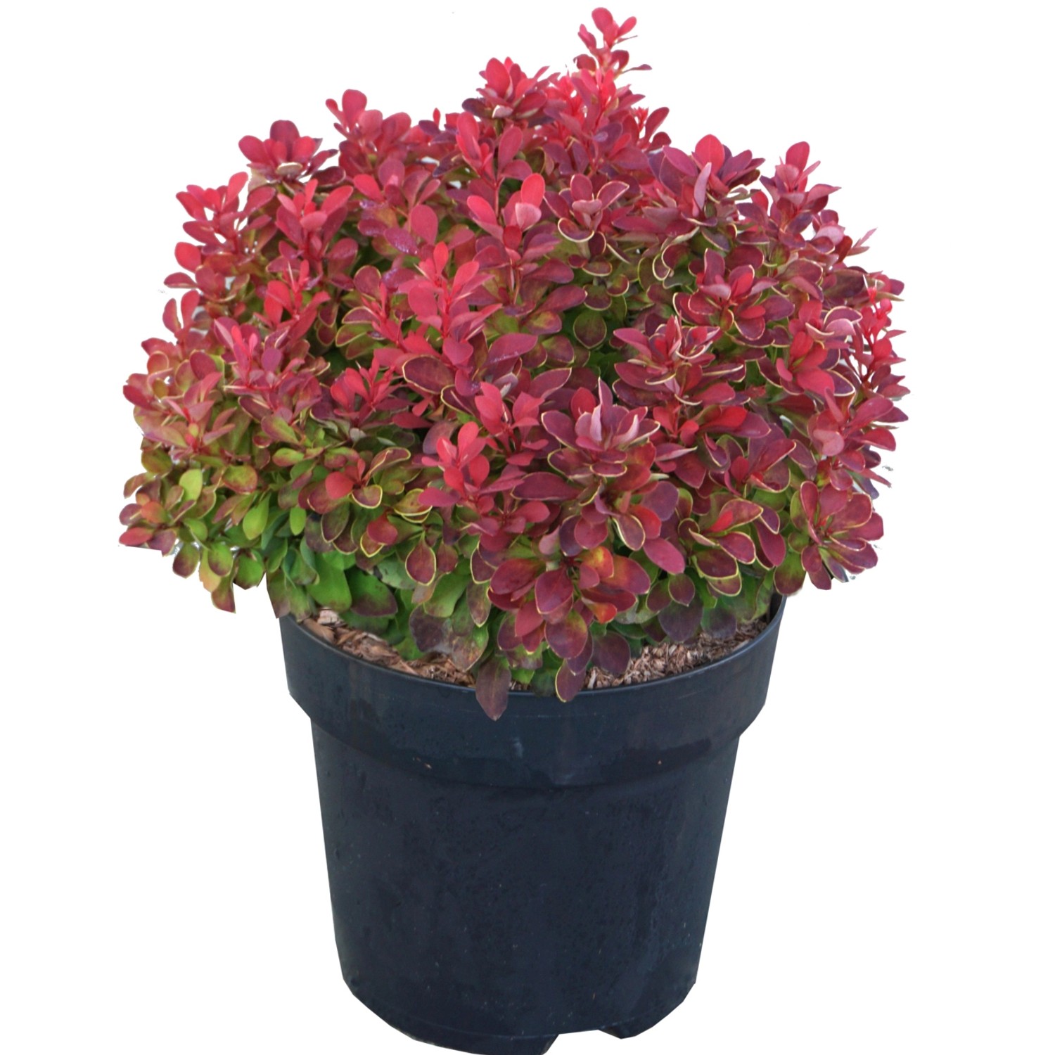 Berberitze Ruby Star Höhe ca. 30-40 cm Topf ca. 4,5 l Berberis ...