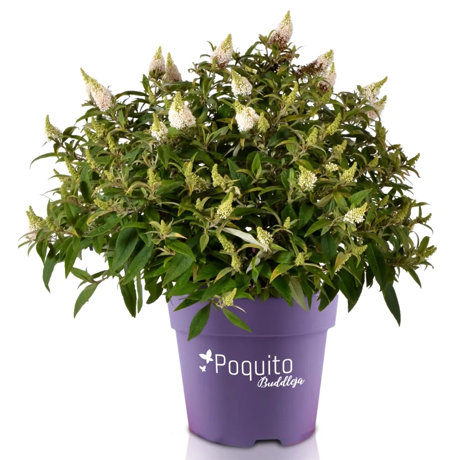 Sommerflieder Poquito "White Admiral" Topf ca. 4,5 l Buddleja davidii ...