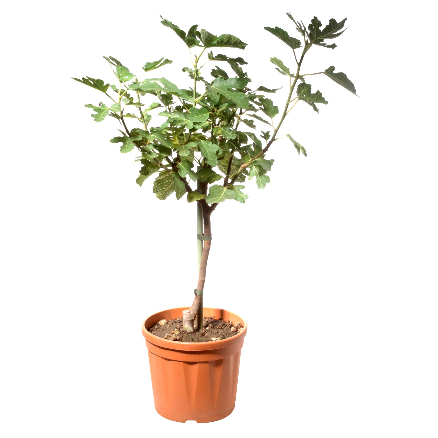 Feige Stamm Höhe ca. 125 - 150 cm Topf-Ø ca. 24 cm Ficus carica kaufen bei OBI