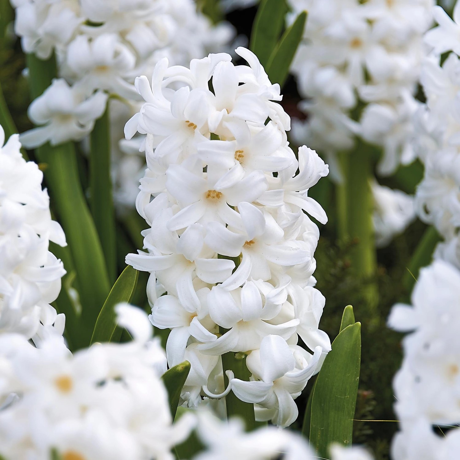 GROW by OBI Hyazinthe Carnegie Weiß 3 Stück Hyacinthus orientalis Carnegie kaufen bei OBI