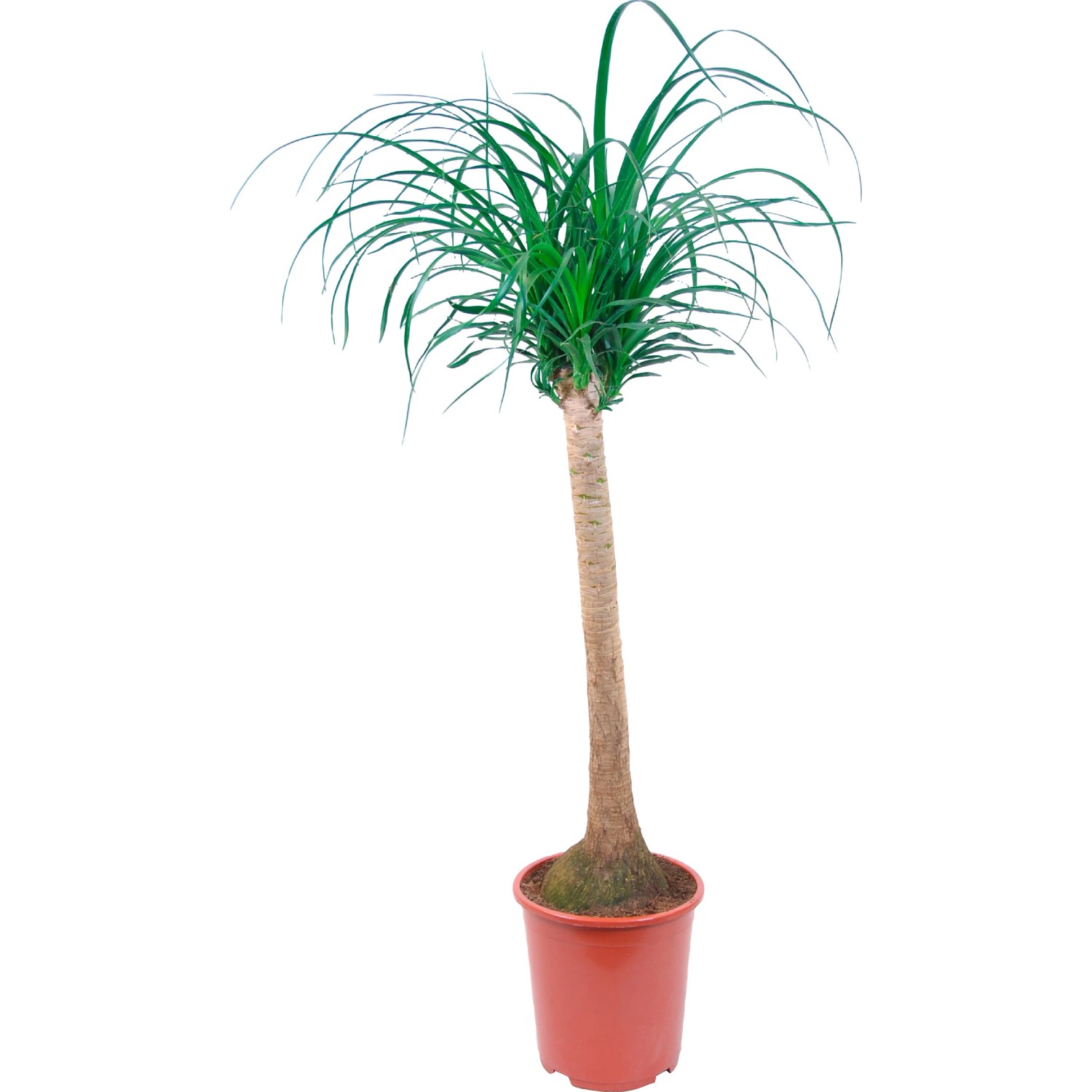 Elefantenfuß Höhe ca. 110 - 115 cm Topf-Ø ca. 27 cm Beaucarnea ...