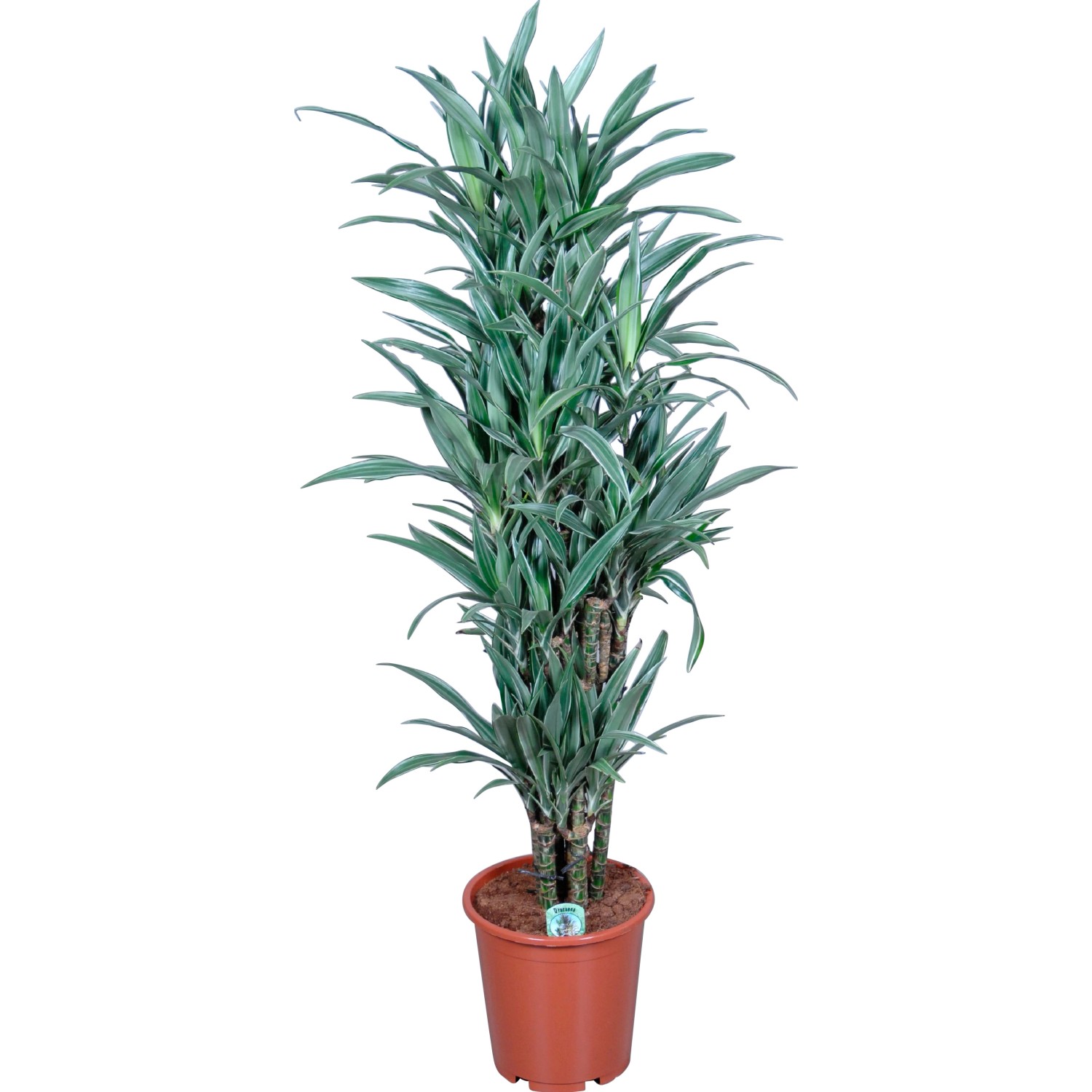 Drachenbaum "Warneckii" Höhe ca. 140 cm Topf-Ø ca. 31 cm Dracaena fragrans kaufen bei OBI