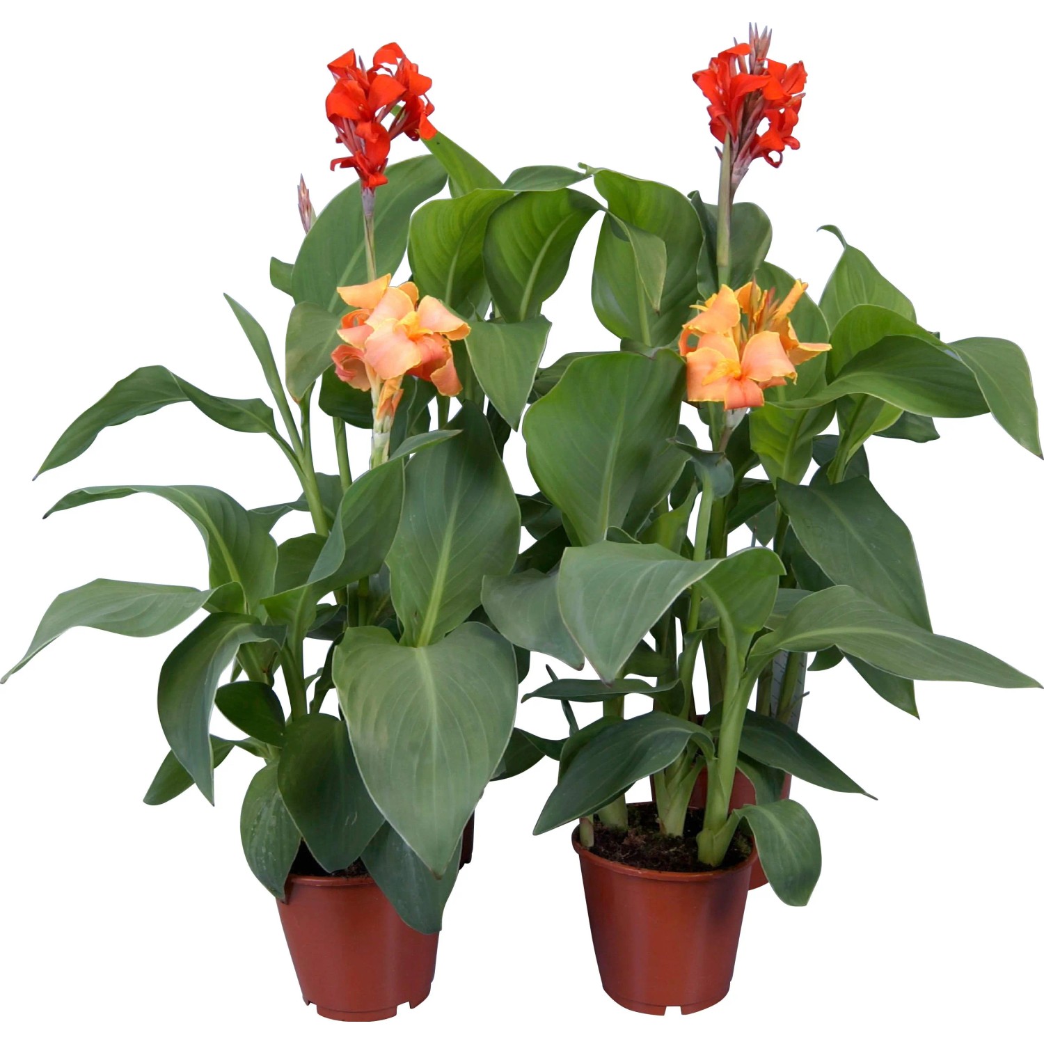 Indisches Blumenrohr Im Topf