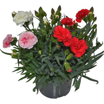 Balkonblumen kaufen bei OBI