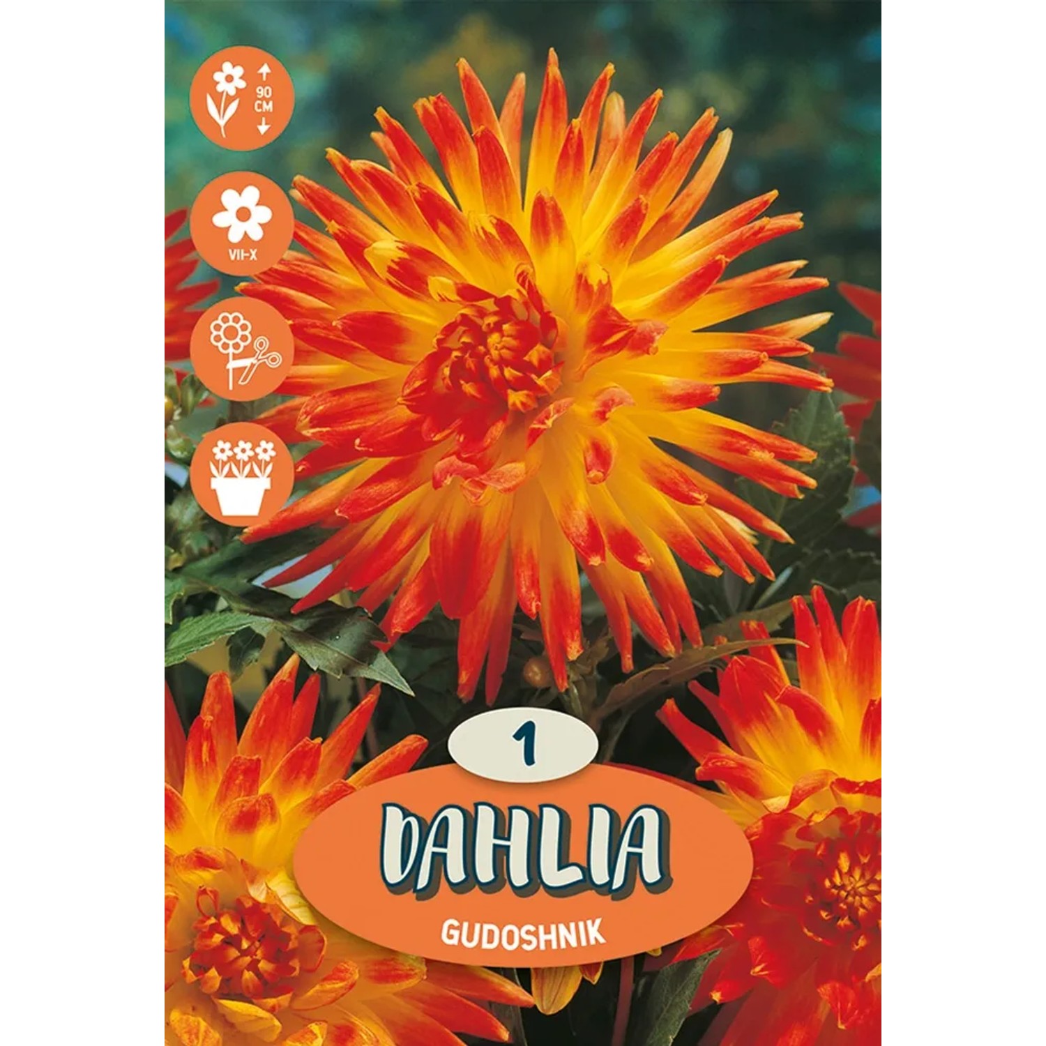 Dahlien "Gudoshnik" Orange kaufen bei OBI