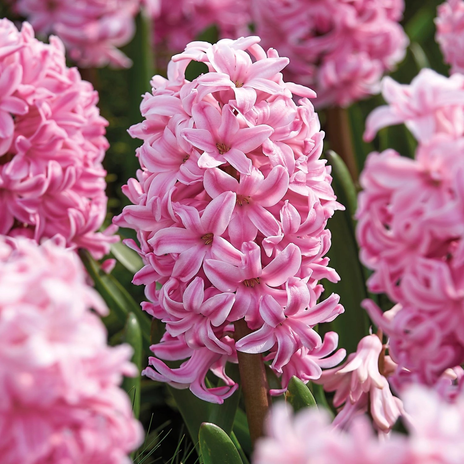 GROW by OBI Hyazinthe Fondant Rosa 3 Stück Hyacinthus orientalis Fondant kaufen bei OBI