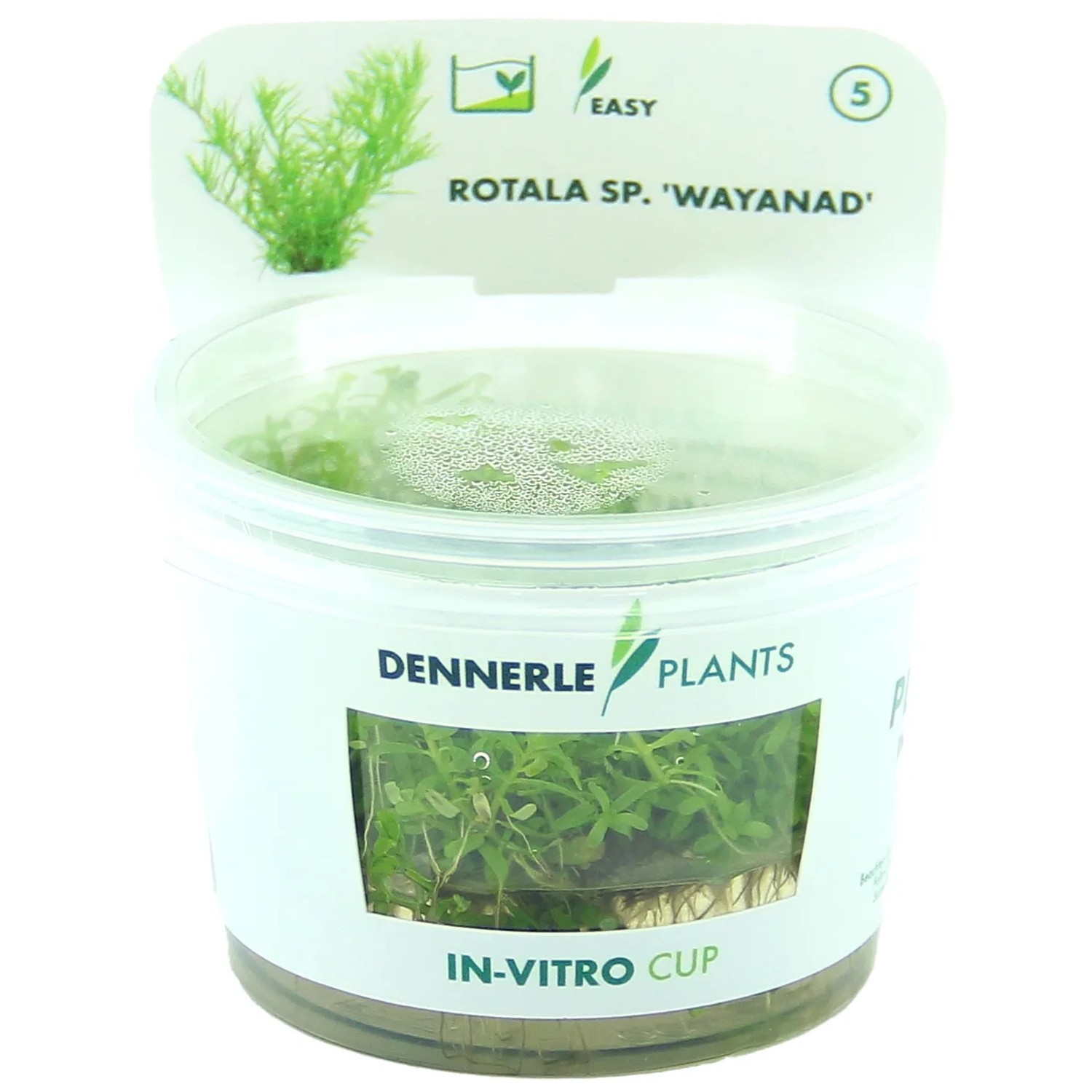 Dennerle Plants Aquariumpflanze Rotala Wayanad kaufen bei OBI