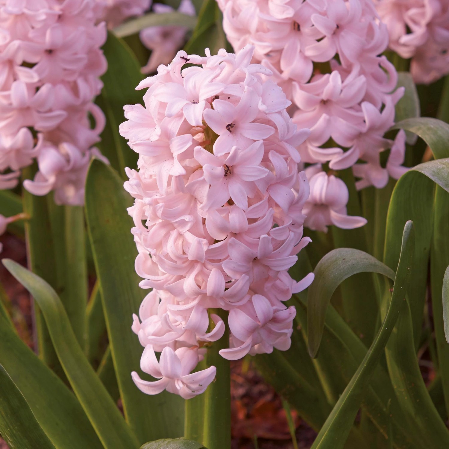 GROW by OBI Hyazinthe "China Pink" Rosa 25 cm Hyacinthus orientalis kaufen bei OBI