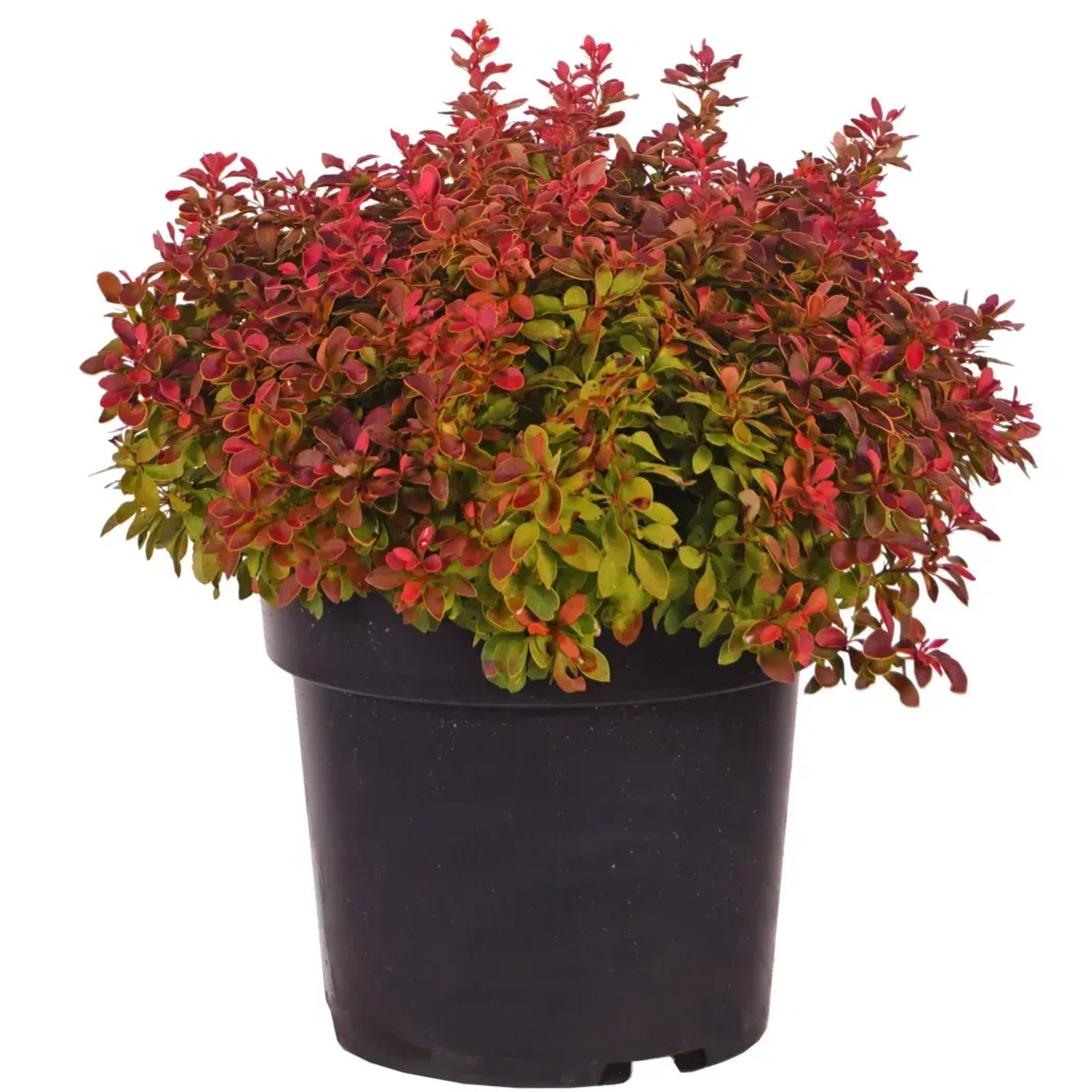 Berberitze Admiration 30-40 cm 4,5 l Topf winterhart rot kaufen bei OBI