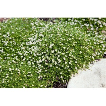 Sternmoos kaufen bei OBI