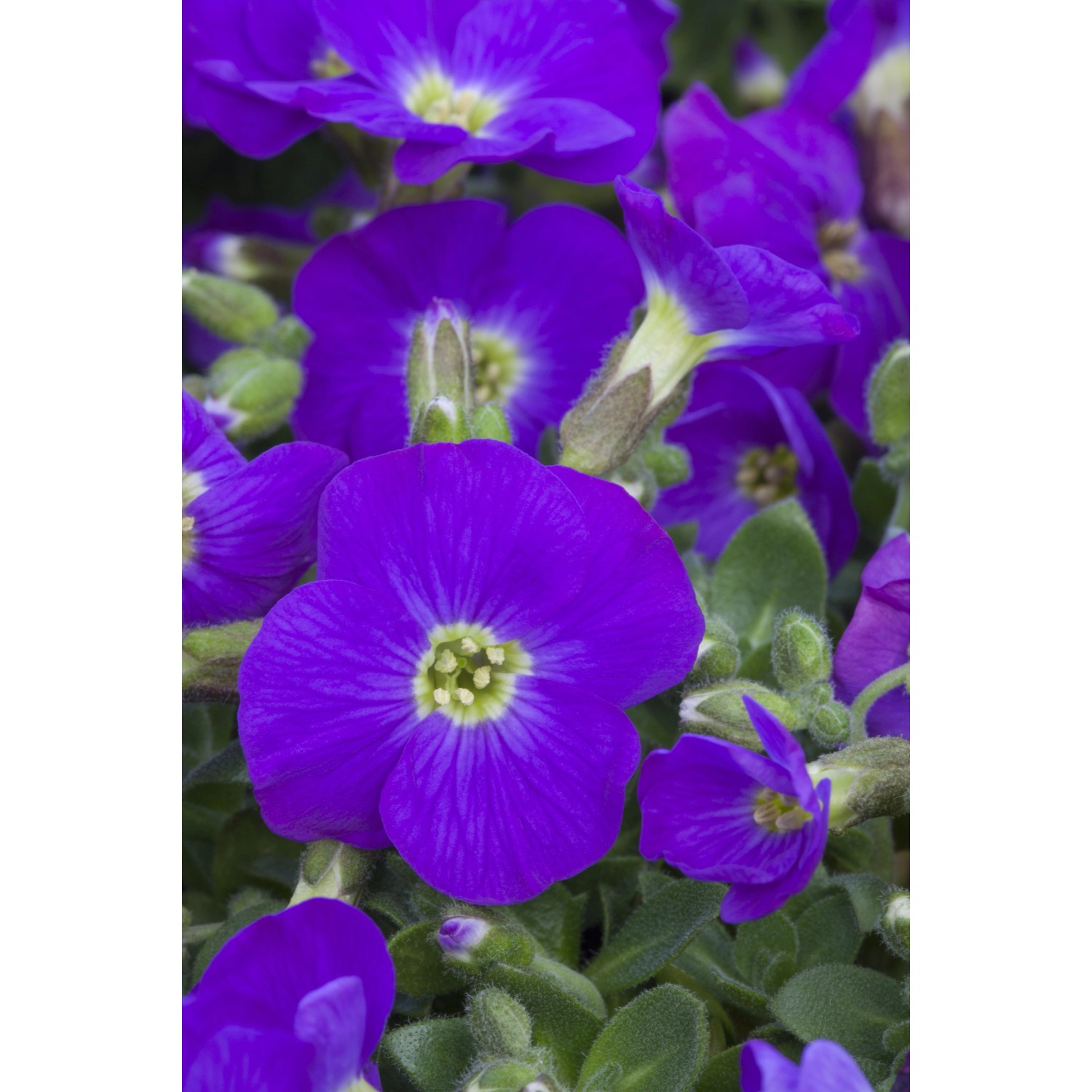 GROW by OBI Blaukissen "Kitte" Topf-Ø 13 cm Aubriet gracilis Kitte kaufen bei OBI
