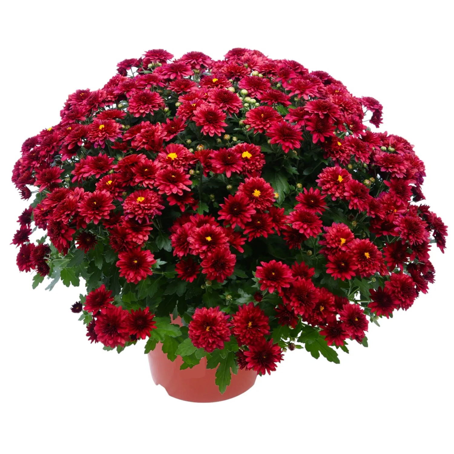Schone Chrysanthemum Indicum Winterhart Bilder