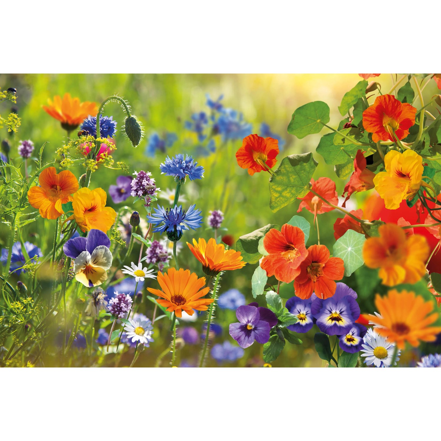 GROW by OBI Blumenmischung "Bestäubergarten" Streuschachtel kaufen bei OBI