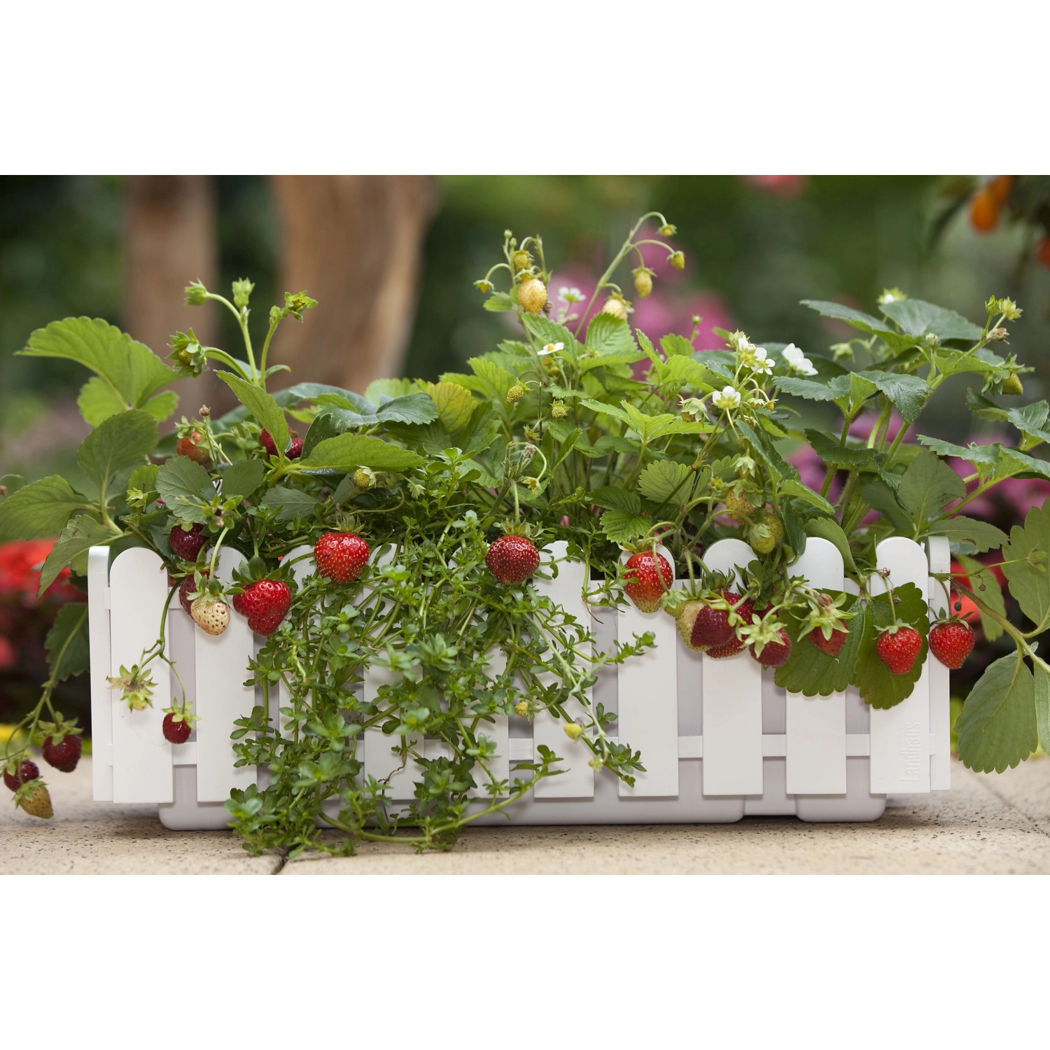 Blu Bio-Erdbeere "Meraldo" Topf-Ø ca. 12 cm Fragaria ananassa kaufen ...