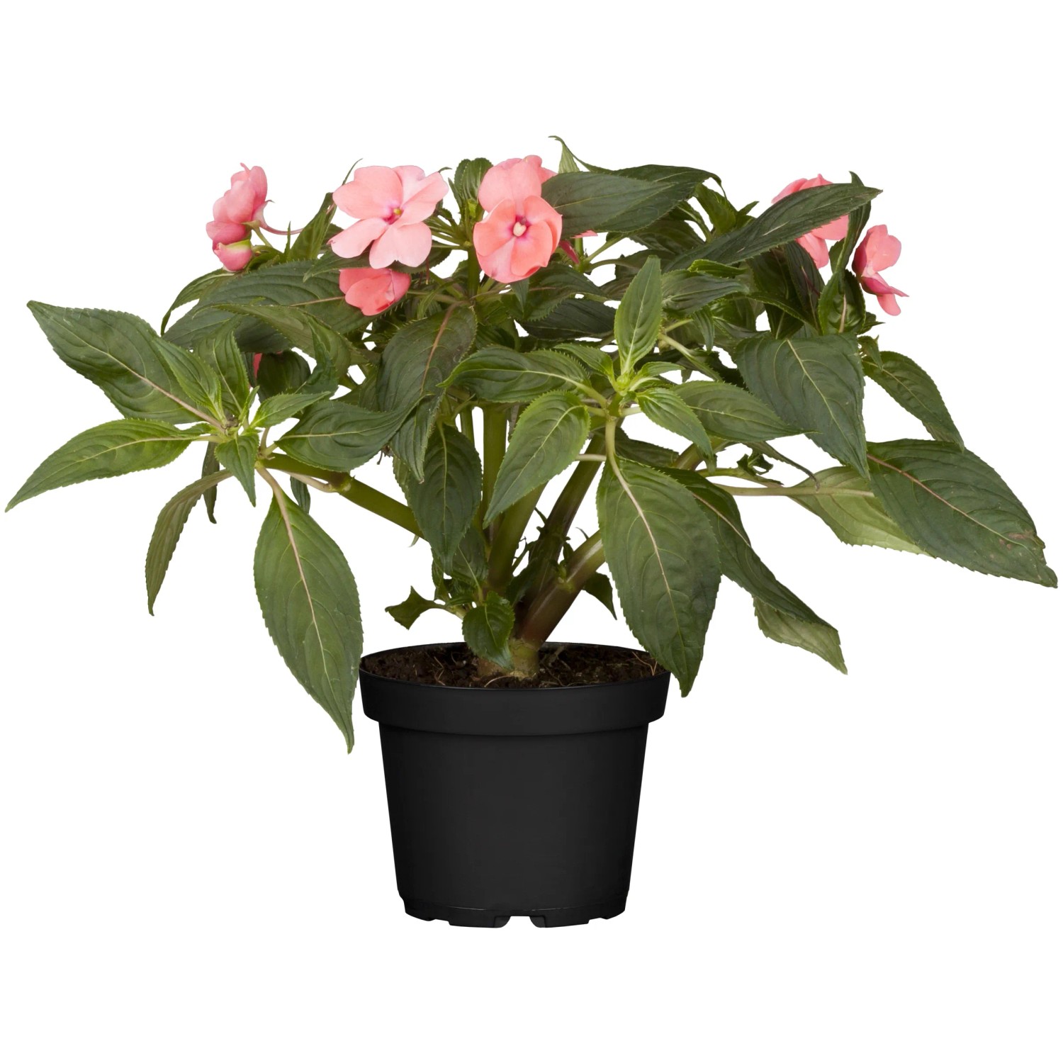 Edellieschen 26 cm Halbschatten kaufen bei OBI