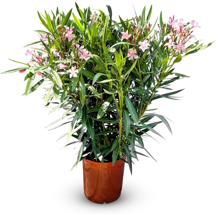 Oleander kaufen bei OBI