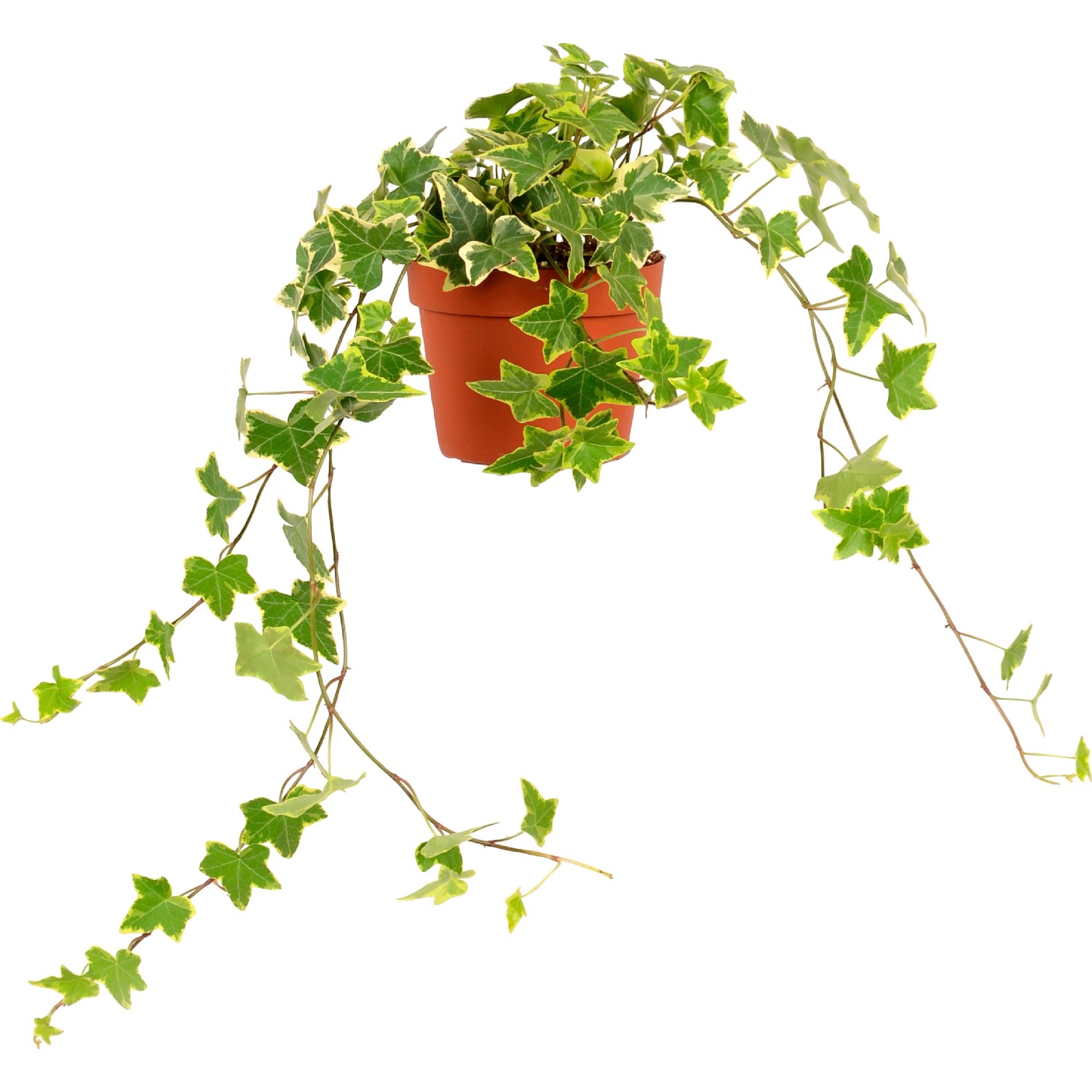 GROW by OBI Efeu sortiert Höhe ca. 20 cm Topf Ø ca. 13 cm Hedera Helix ...