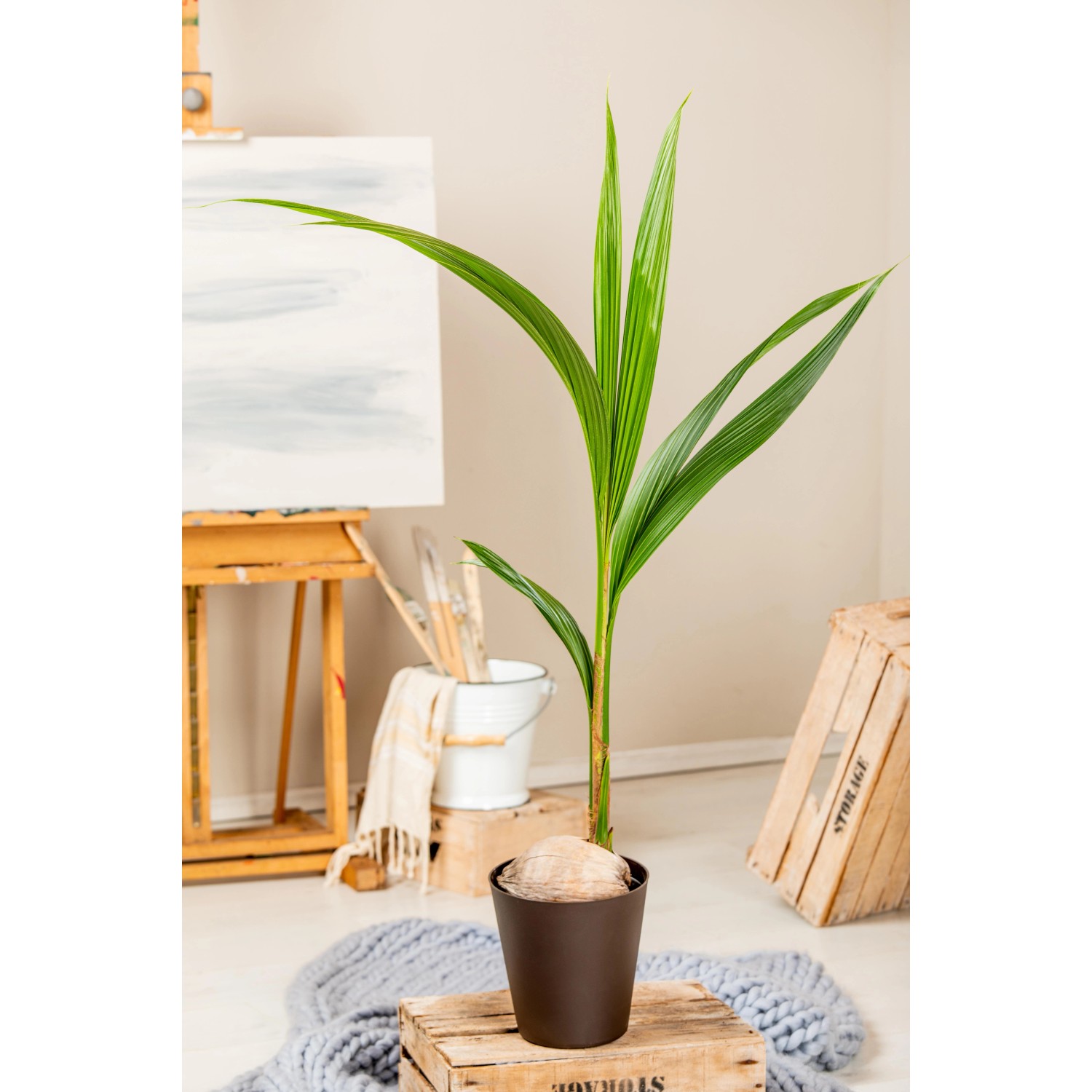 Kokospalme Topf-Ø 19 cm Cocos nucifera kaufen bei OBI