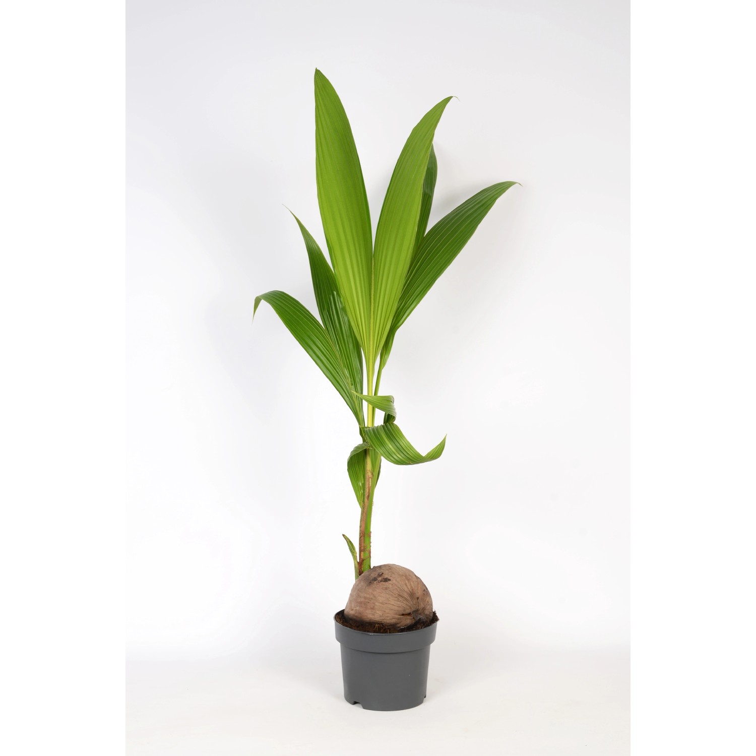 Kokospalme Topf-Ø 19 cm Cocos nucifera kaufen bei OBI